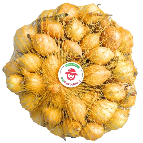 Cebula Dymka ŻÓŁTA Ozima Senshyu Yellow DUŻA (20-25mm) ozima 500g PL ...