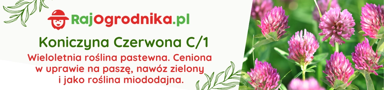 Koniczyna CZERWONA ŁĄKOWA nasiona wieloletnia C/1 KWALIFIKOWANE 1 KG ...