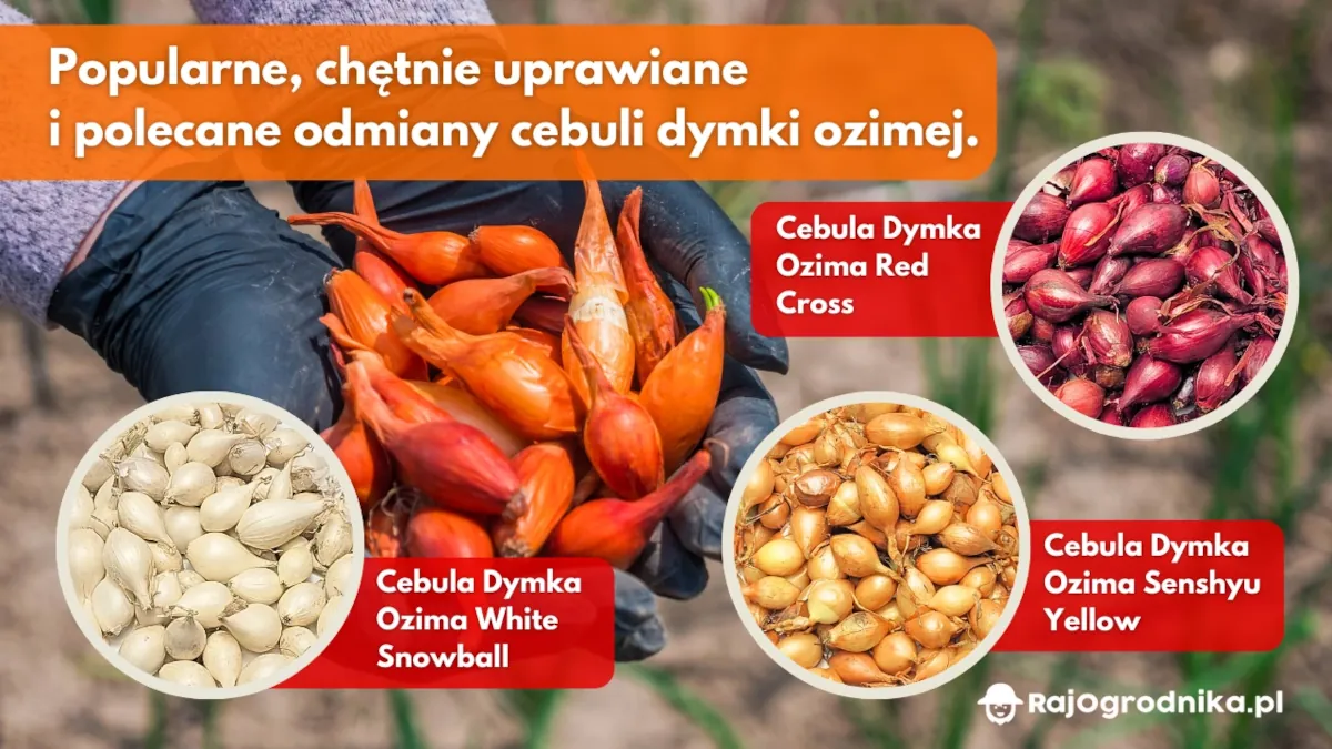 Cebula dymka ozima - kiedy sadzić i jak uprawiać? - RajOgrodnika.pl