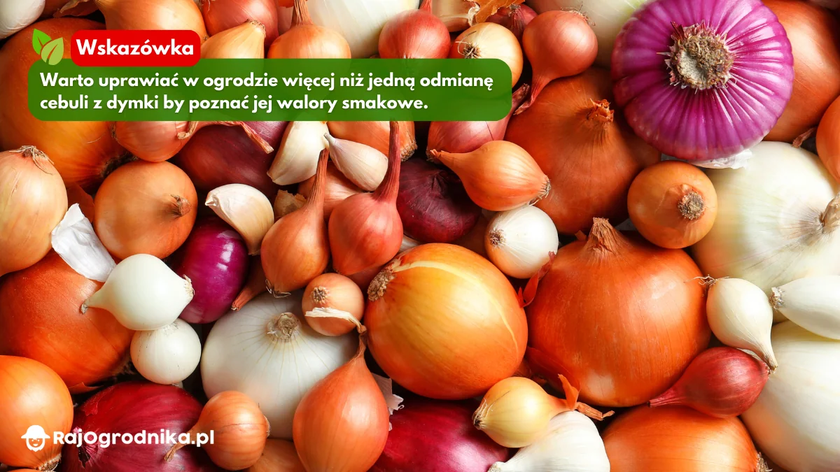 Jak uprawiać cebulę dymkę wiosenną? Najlepsze odmiany i praktyczne ...
