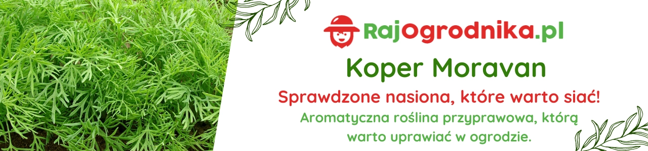 Koper Moravan nasiona WIELOKROTNY ZBIÓR 5g - Raj Ogrodnika - sklep ...