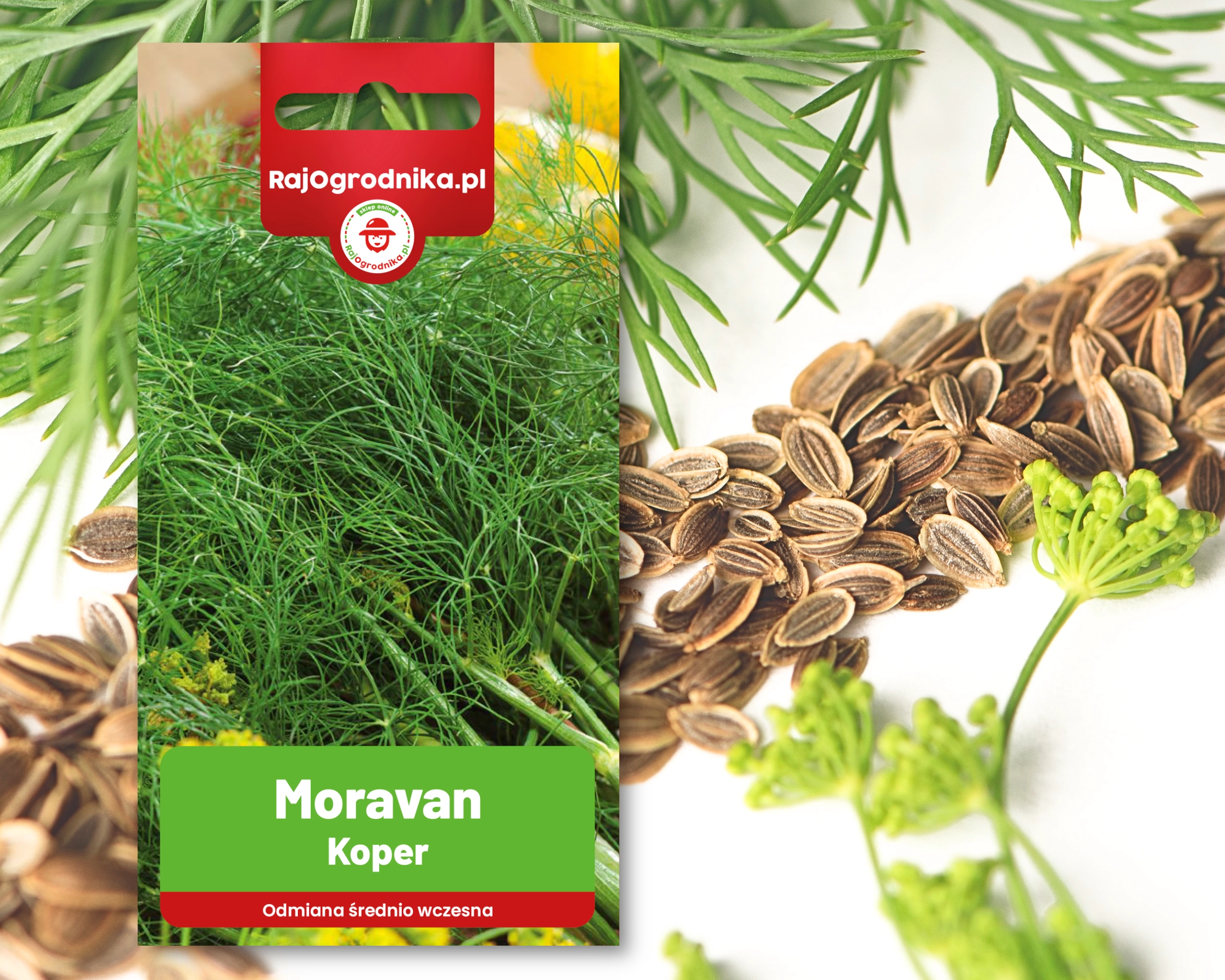 Koper Moravan nasiona WIELOKROTNY ZBIÓR 5g - Raj Ogrodnika - sklep ...